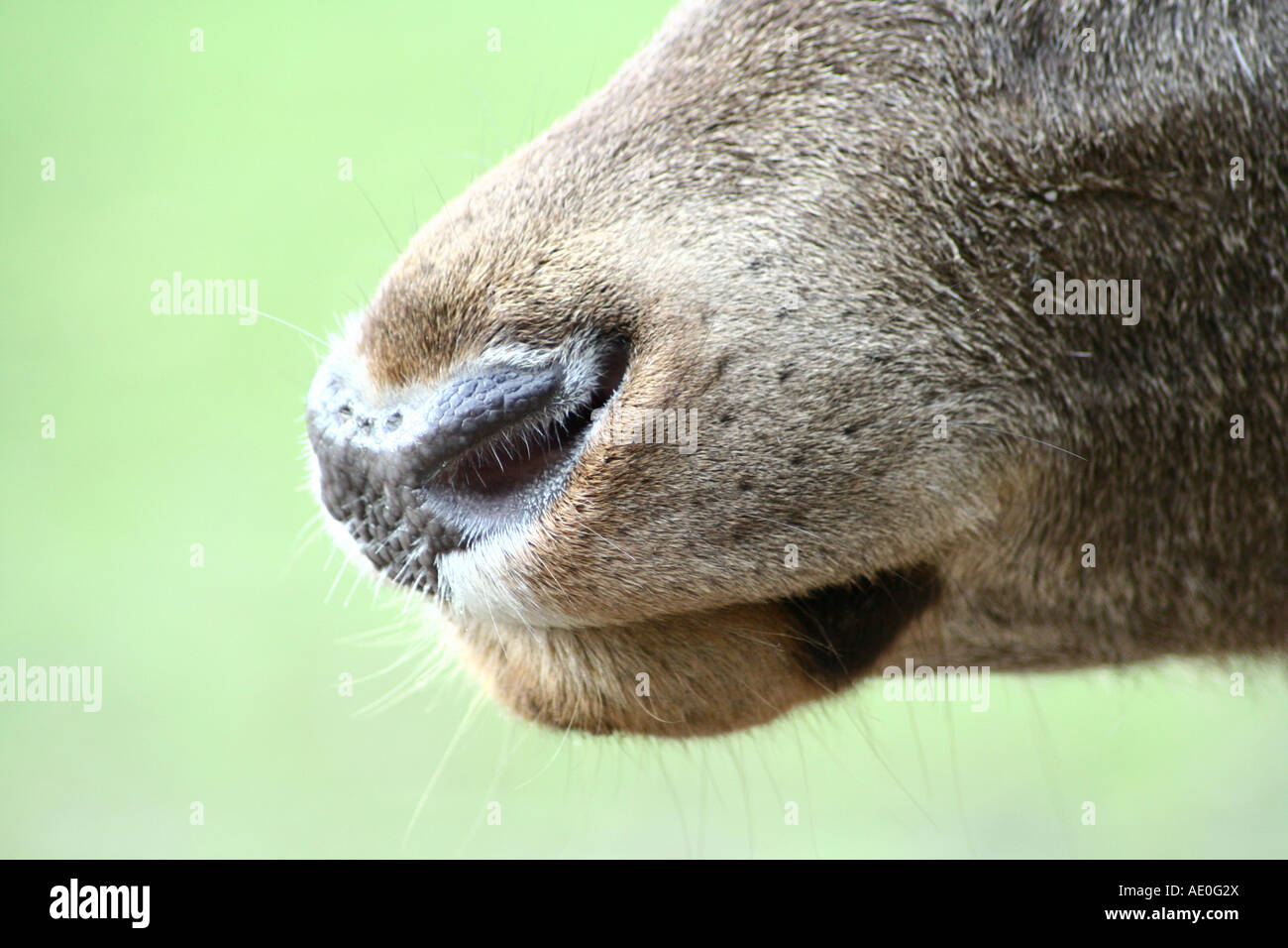 mouth of deer Stock Photo - Alamy