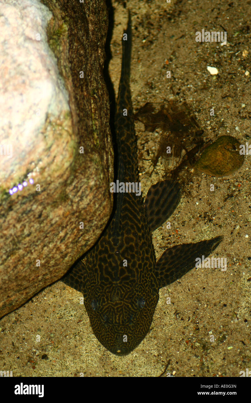 1 fisch hi-res stock photography and images - Alamy