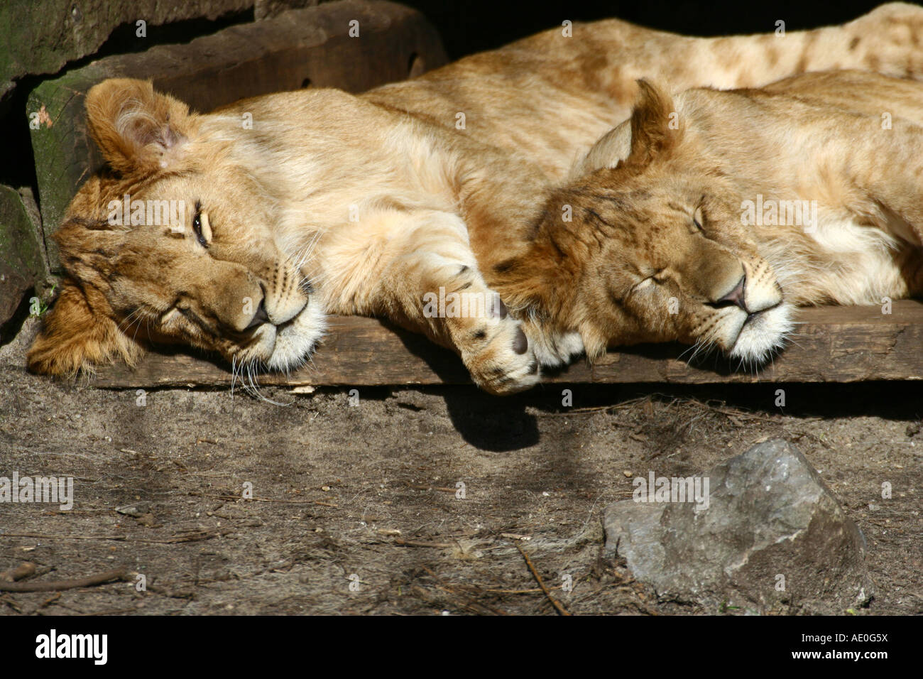 sleeping lions - Panthera leo Stock Photo - Alamy
