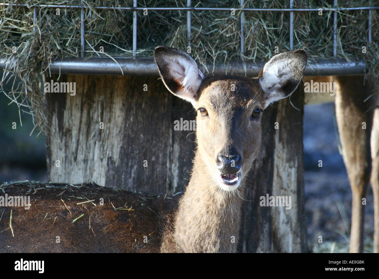 Visayan Spotted Deer -Rusa alfredi Stock Photo - Alamy