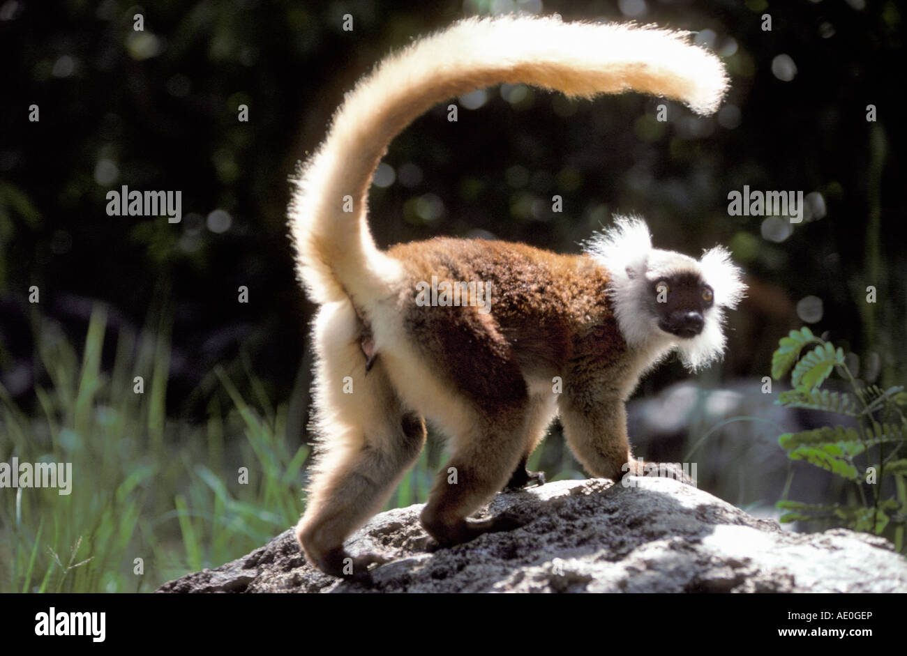 le lemur macaco Madagascar Stock Photo - Alamy