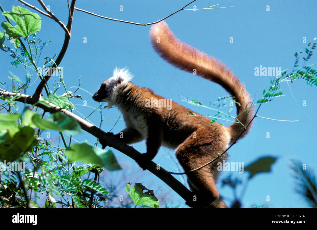 le lemur macaco Madagascar Stock Photo - Alamy