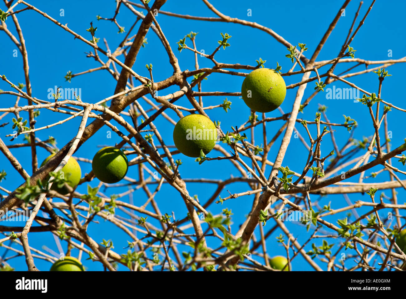 Monkey fruit strychnos spinosa hi-res stock photography and images - Alamy