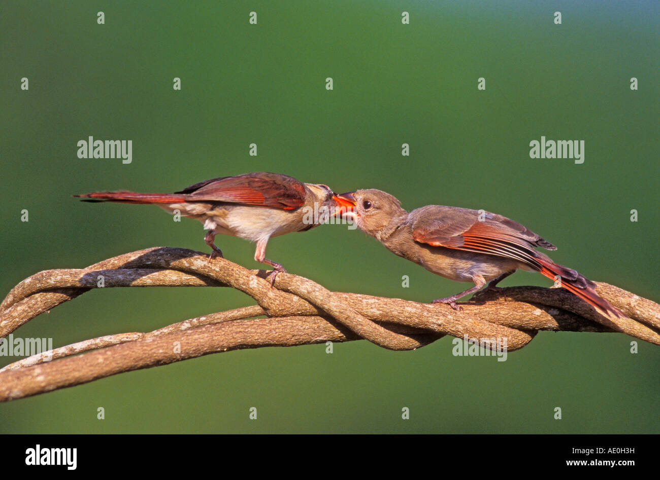 Northern Cardinal Cardinalis cardinalis female feeding young Lake ...