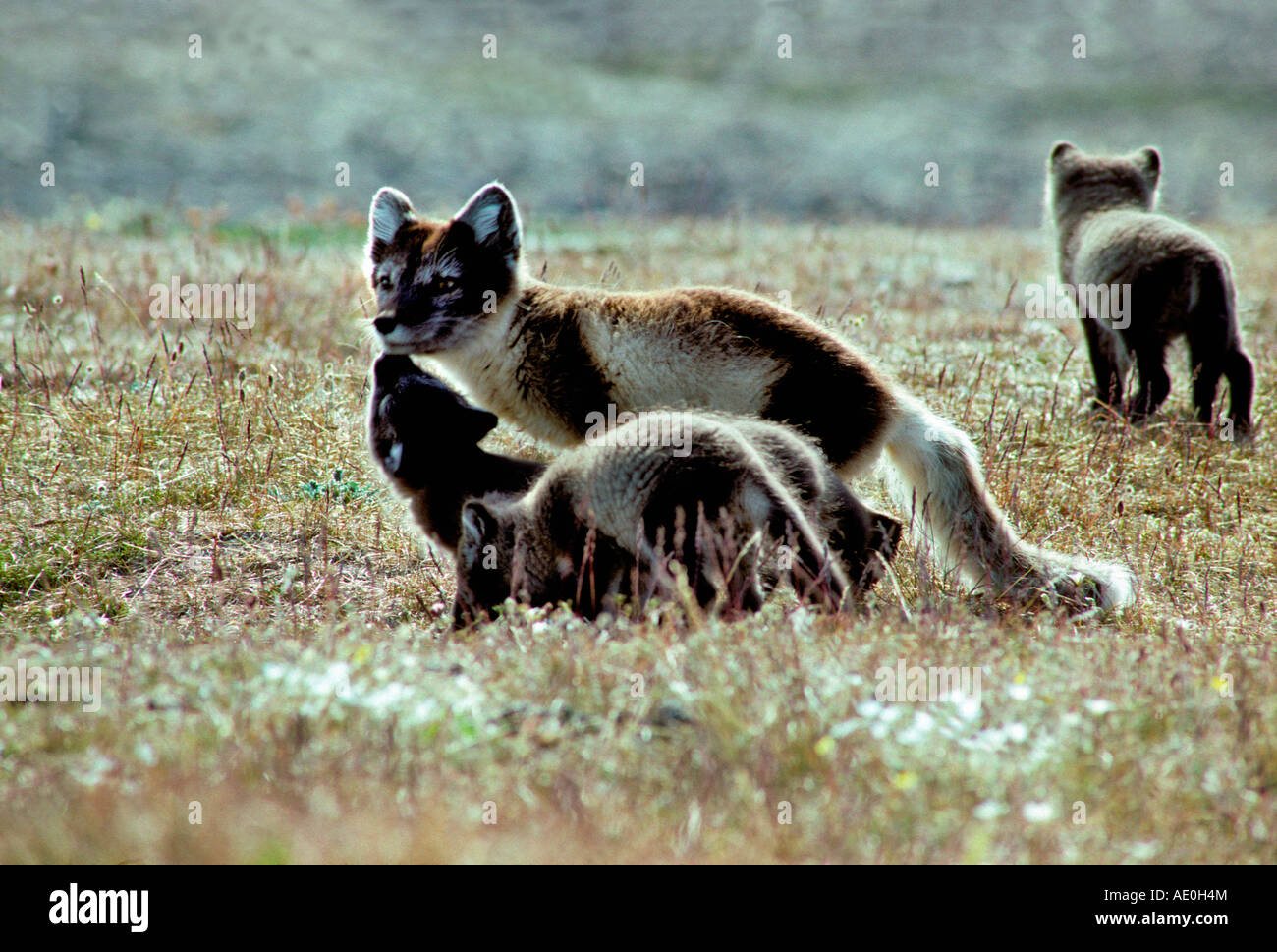Arctic Foxes Pups