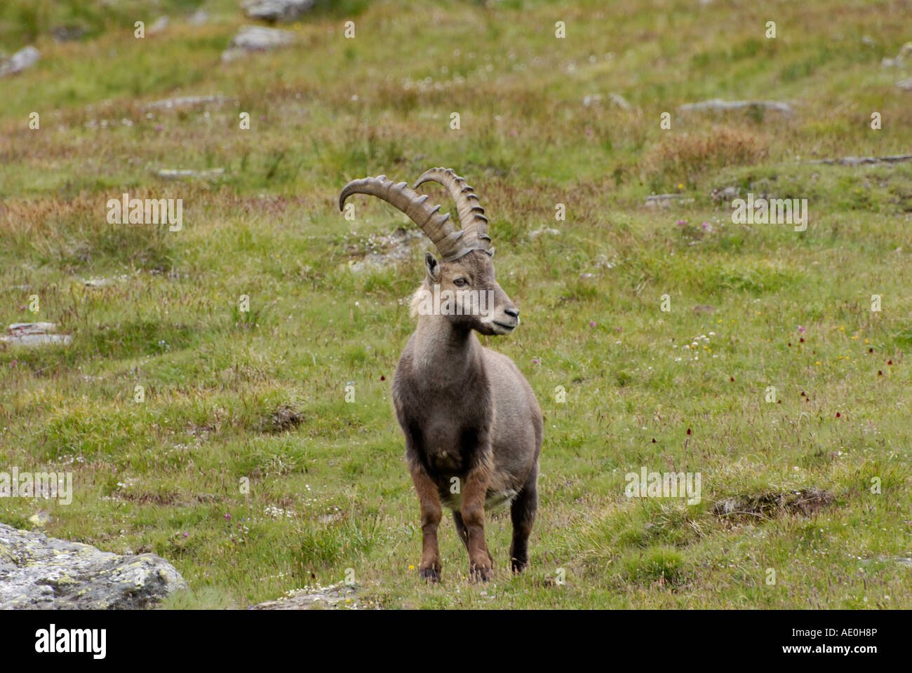 Male Alpine Ibex Capra ibex Gran Paradiso National Park Italian Alps ...