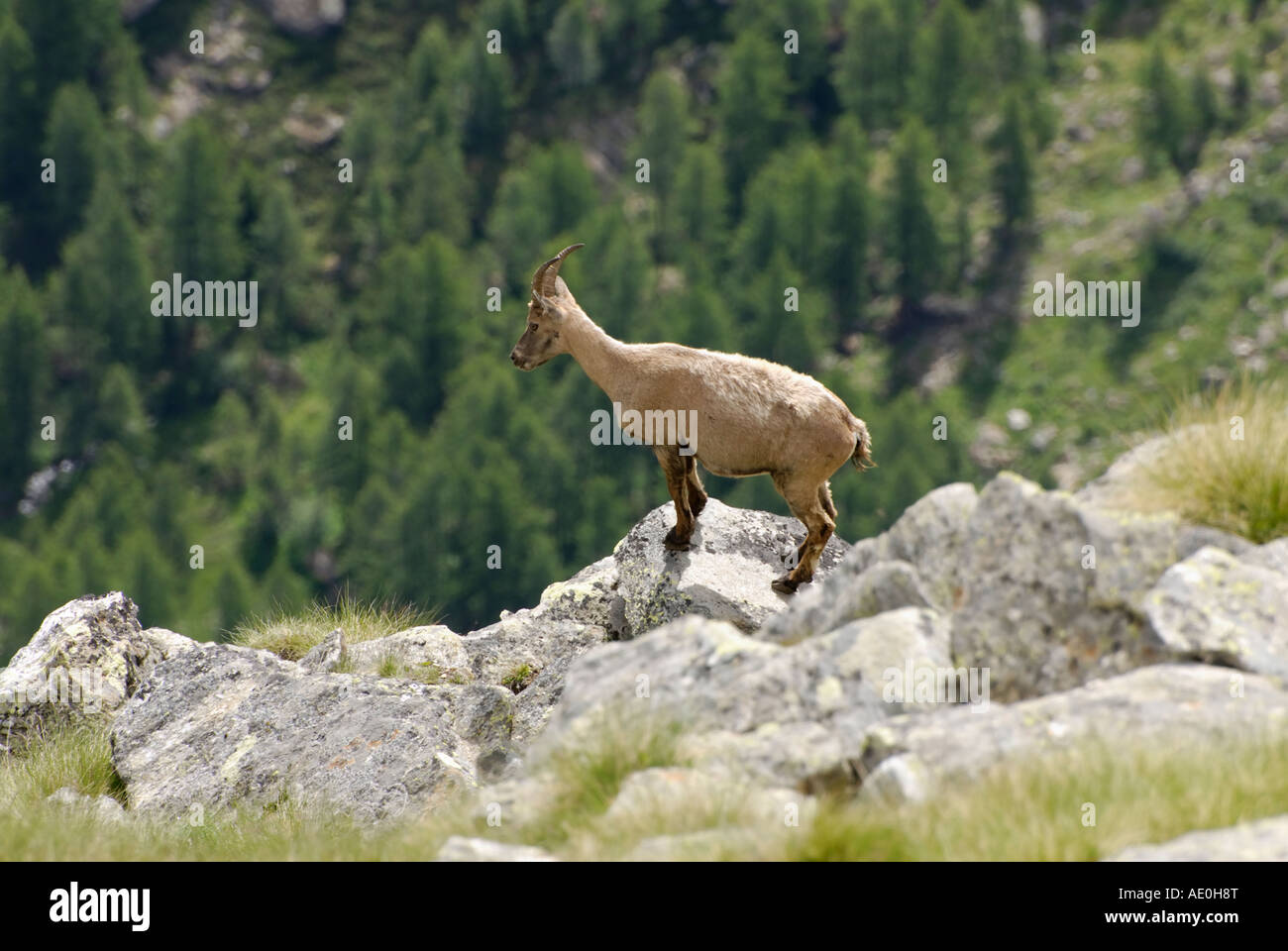 Female Alpine Ibex Capra ibex Gran Paradiso National Park Italian Alps ...