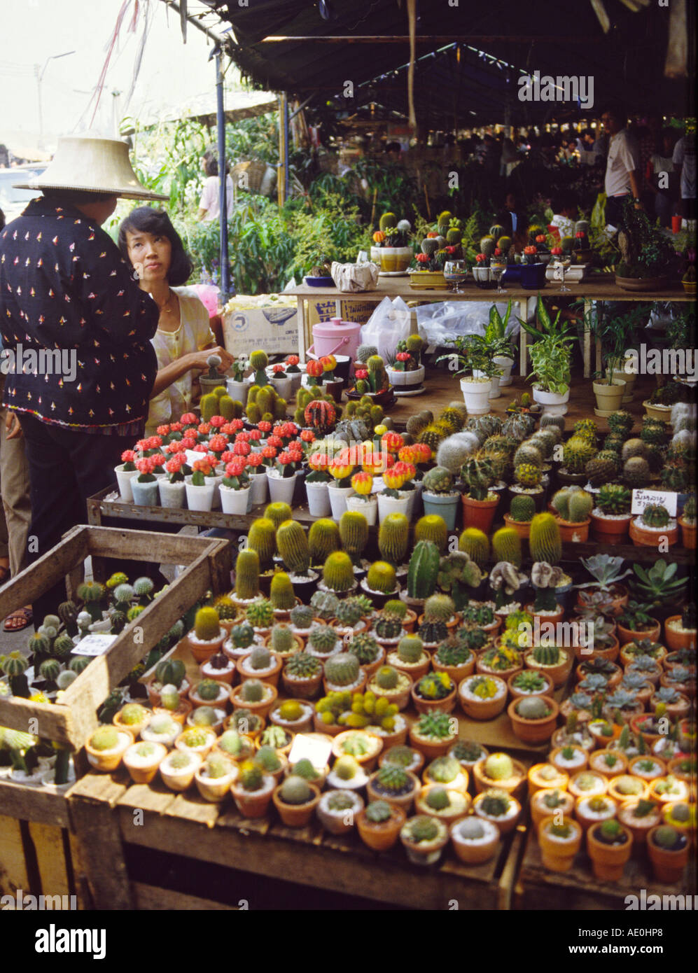 Stall selling cacti at Chatuchak Weekend Market BANGKOK Thailand Asia ...
