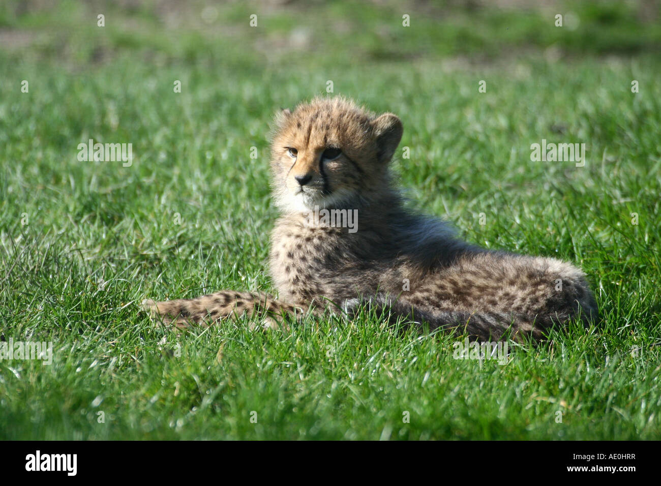 young cheetah - Acinonyx jubatus Stock Photo - Alamy