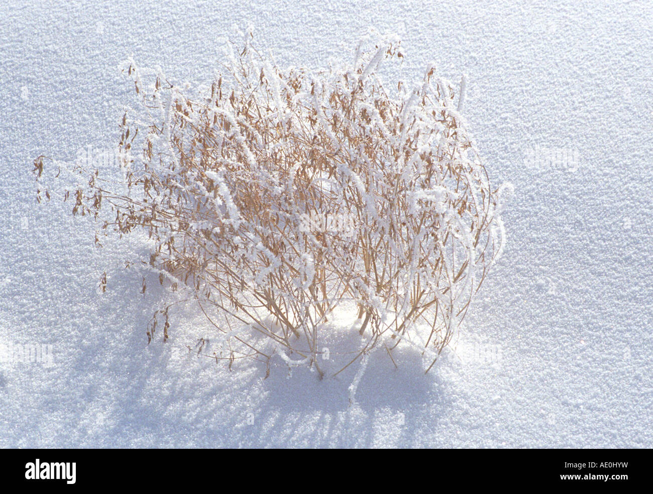 Snow Covered Golden Bush Stock Photo - Alamy