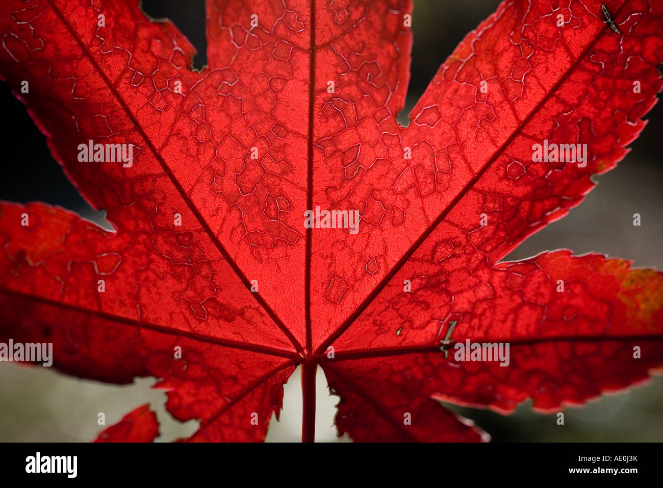 Red Maple Leaf Stock Photo - Alamy