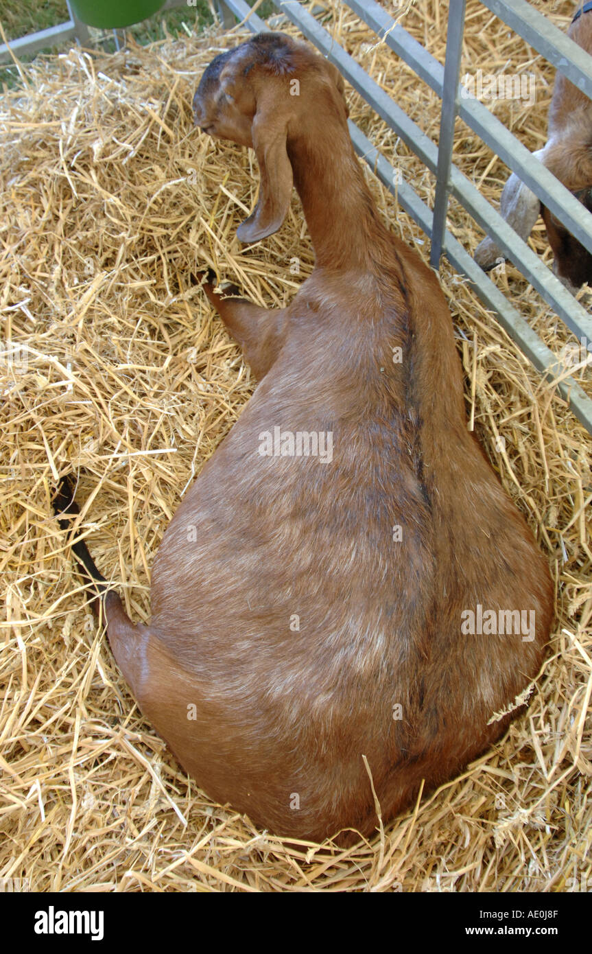 goat lying down spreadeaged Stock Photo - Alamy