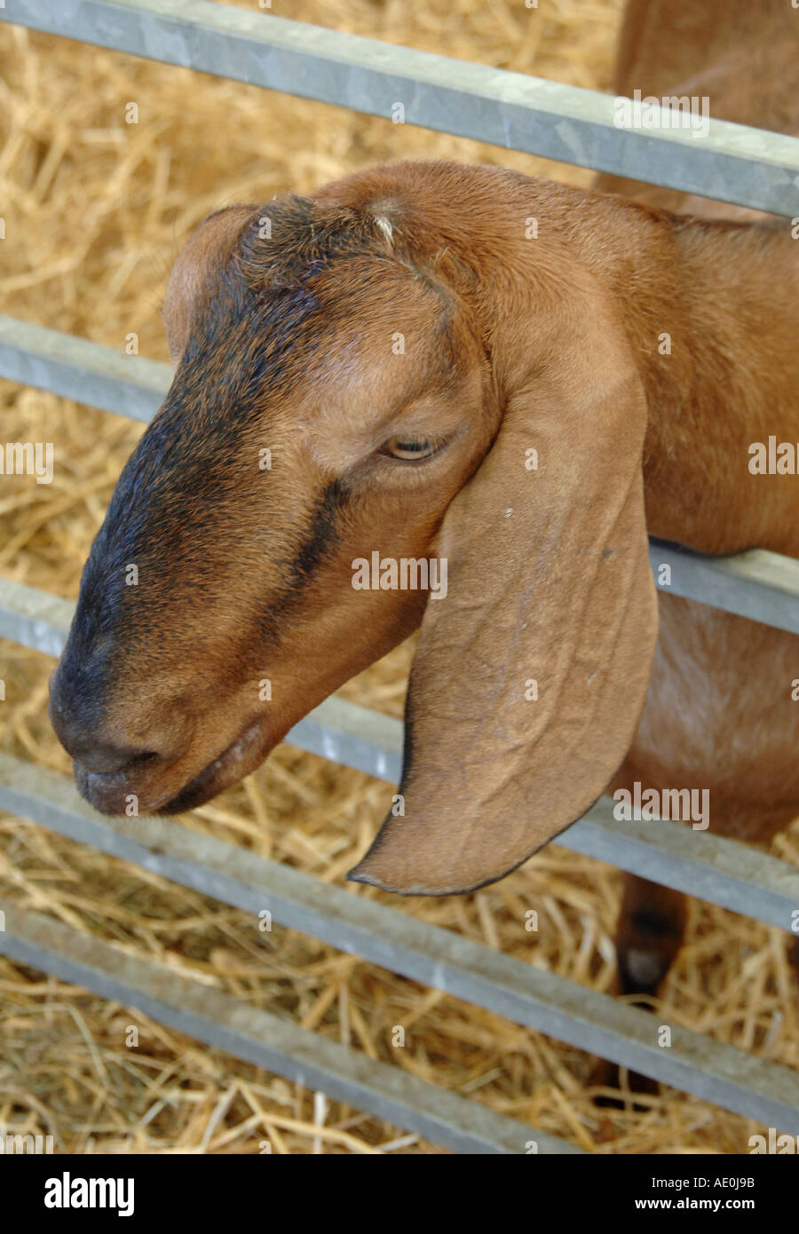 goat with head through bars Stock Photo - Alamy