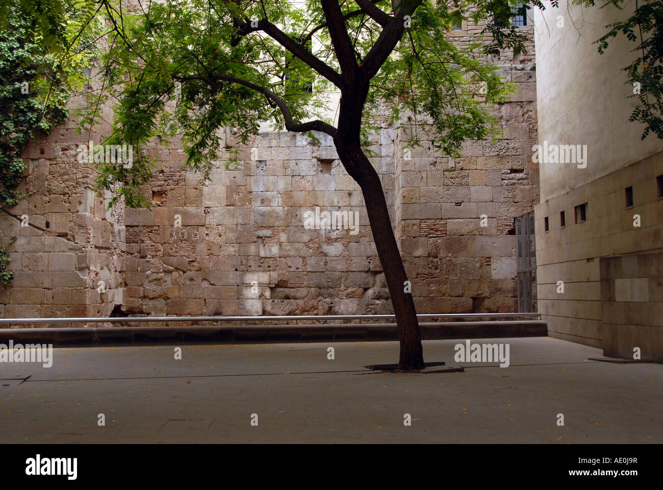 Roman defense wall and tree Barcelona Spain Stock Photo - Alamy