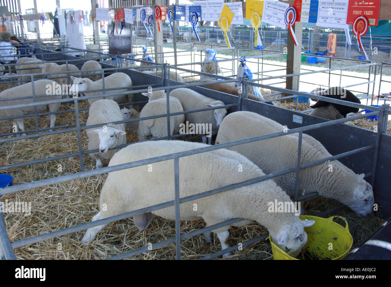 Prize winning sheep rosette hi-res stock photography and images - Alamy