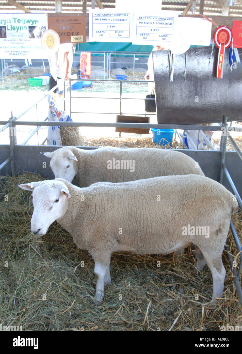 Prize winning sheep in pens hi-res stock photography and images - Alamy