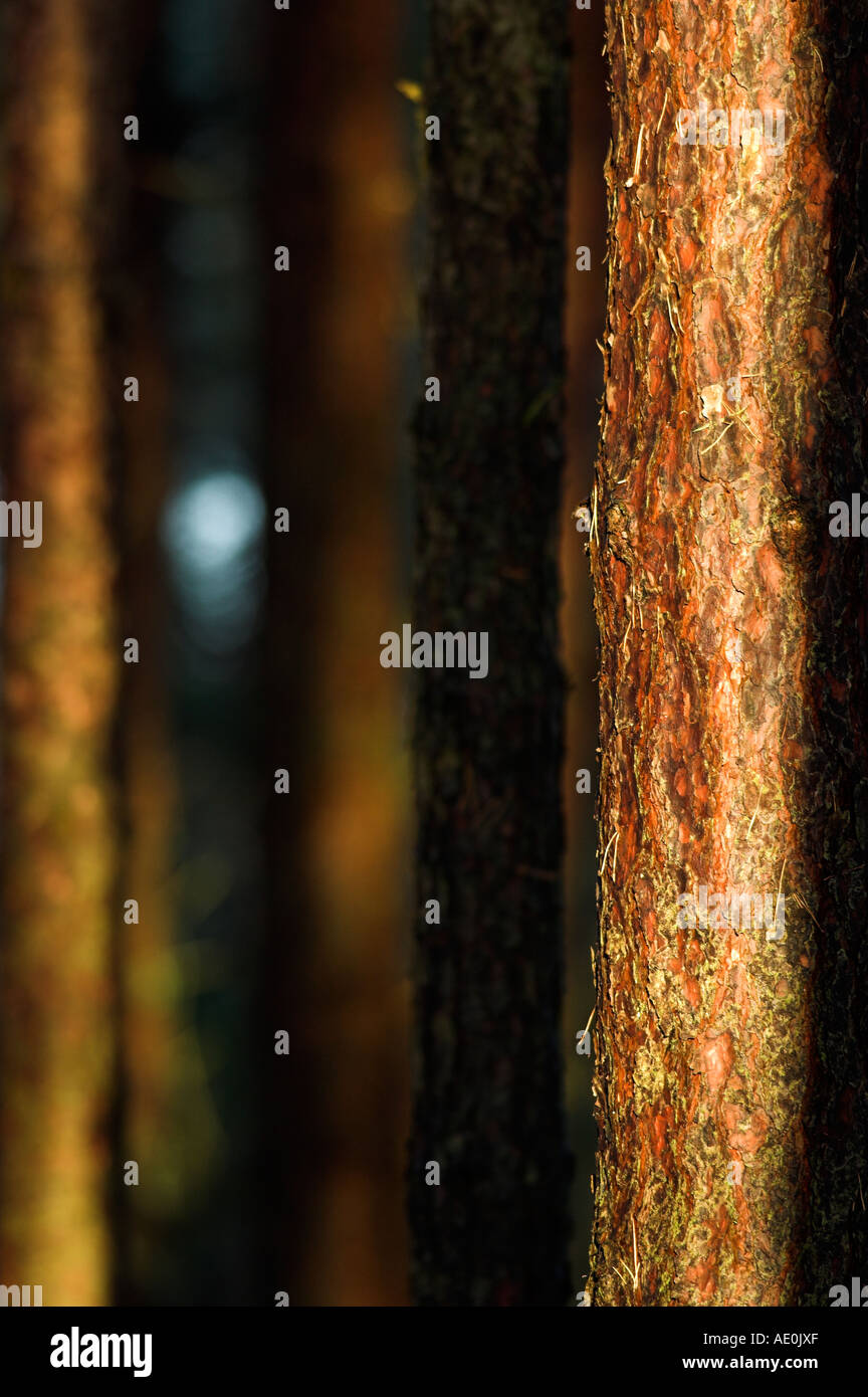 Natural woodland patterns hi-res stock photography and images - Alamy