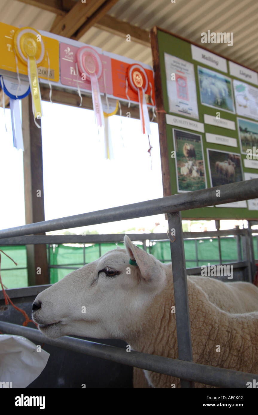 side view of winning sheep Stock Photo - Alamy