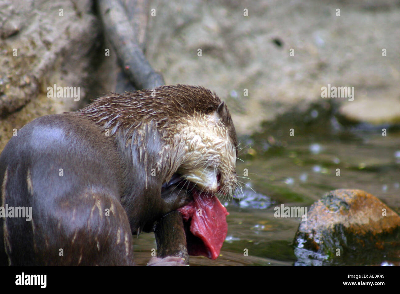 Otters building hi-res stock photography and images - Alamy