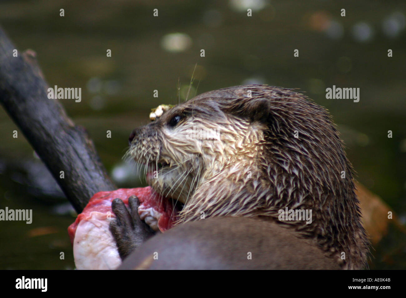 Otters building hi-res stock photography and images - Alamy