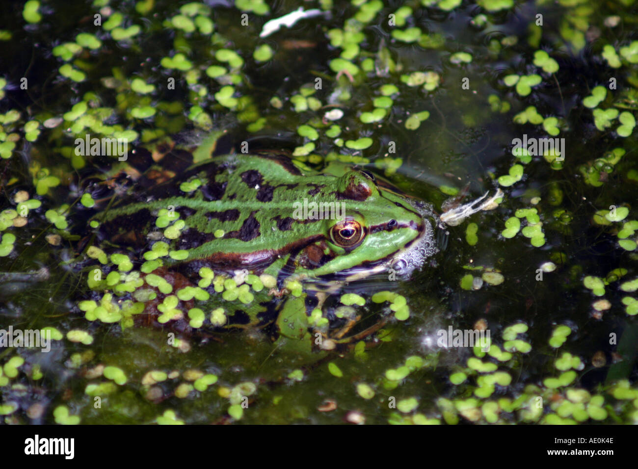 Frog enclosure hi-res stock photography and images - Alamy