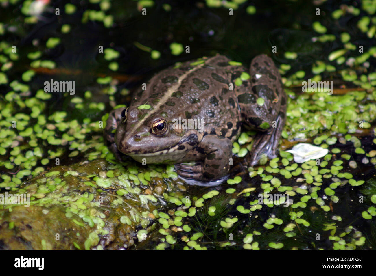 Marsh Frog Budapest Zoo Hungary Stock Photo - Alamy