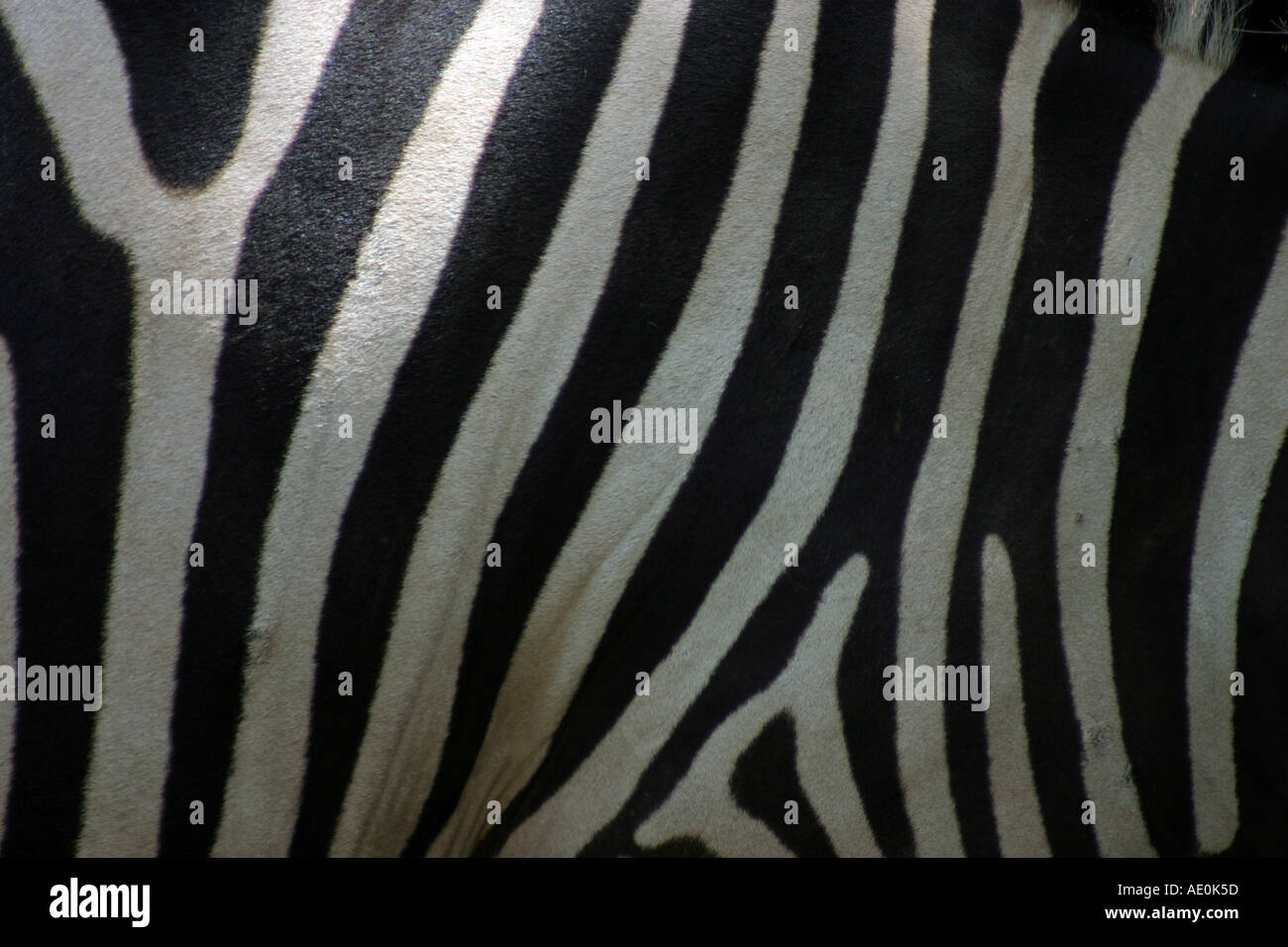 Striking stripe patterns hi-res stock photography and images - Alamy