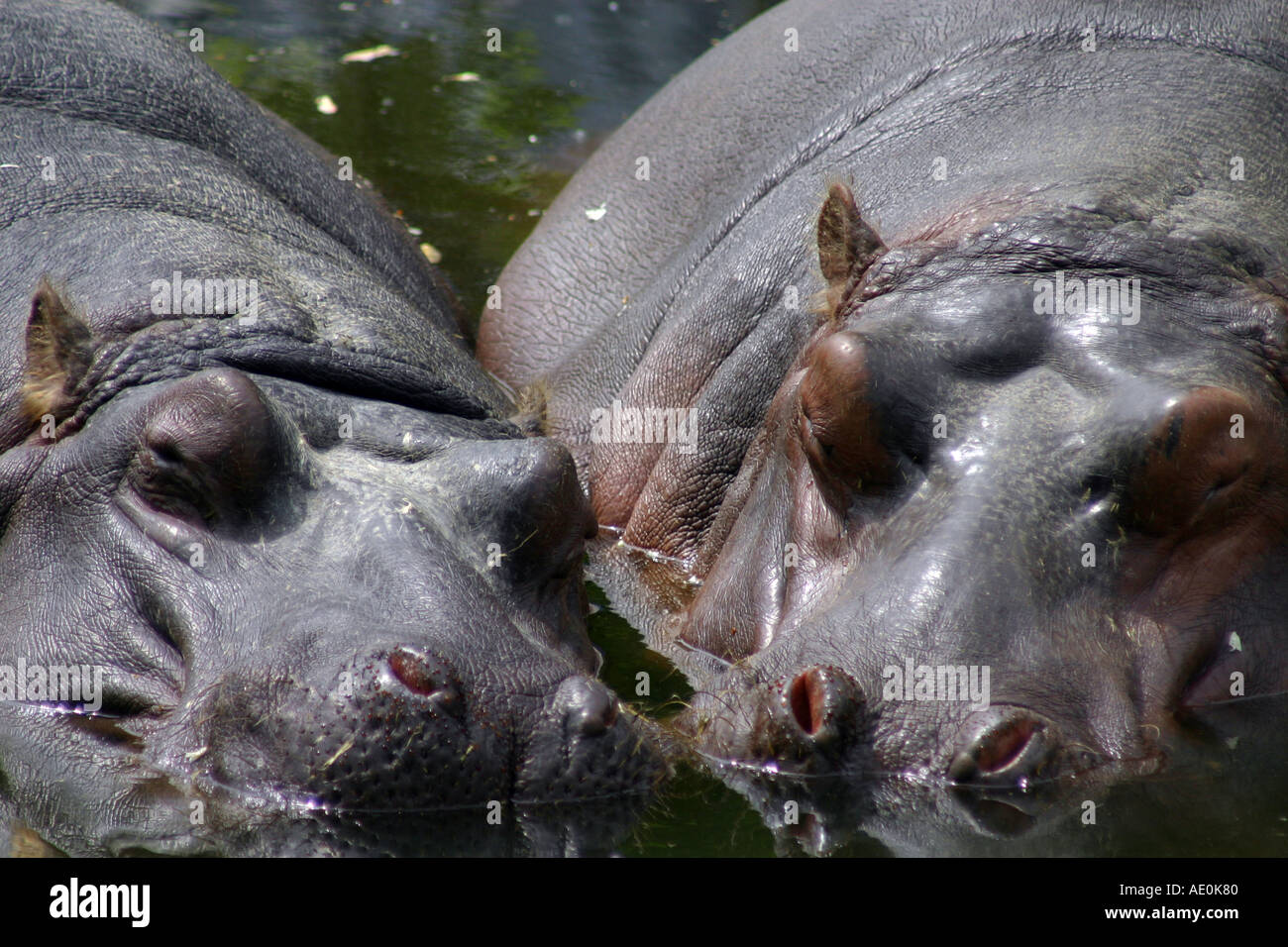 Budapest zoo hippo hi-res stock photography and images - Alamy