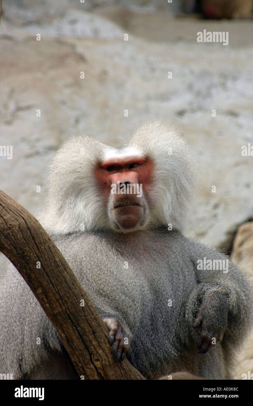 Adult Male Hamadryas Baboon Budapest Zoo Hungary Stock Photo - Alamy