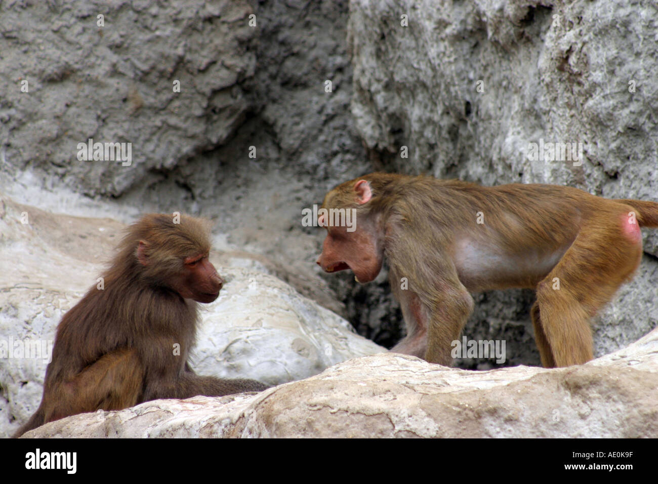 Hamadryas Baboons fighting Budapest Zoo Hungary Stock Photo - Alamy