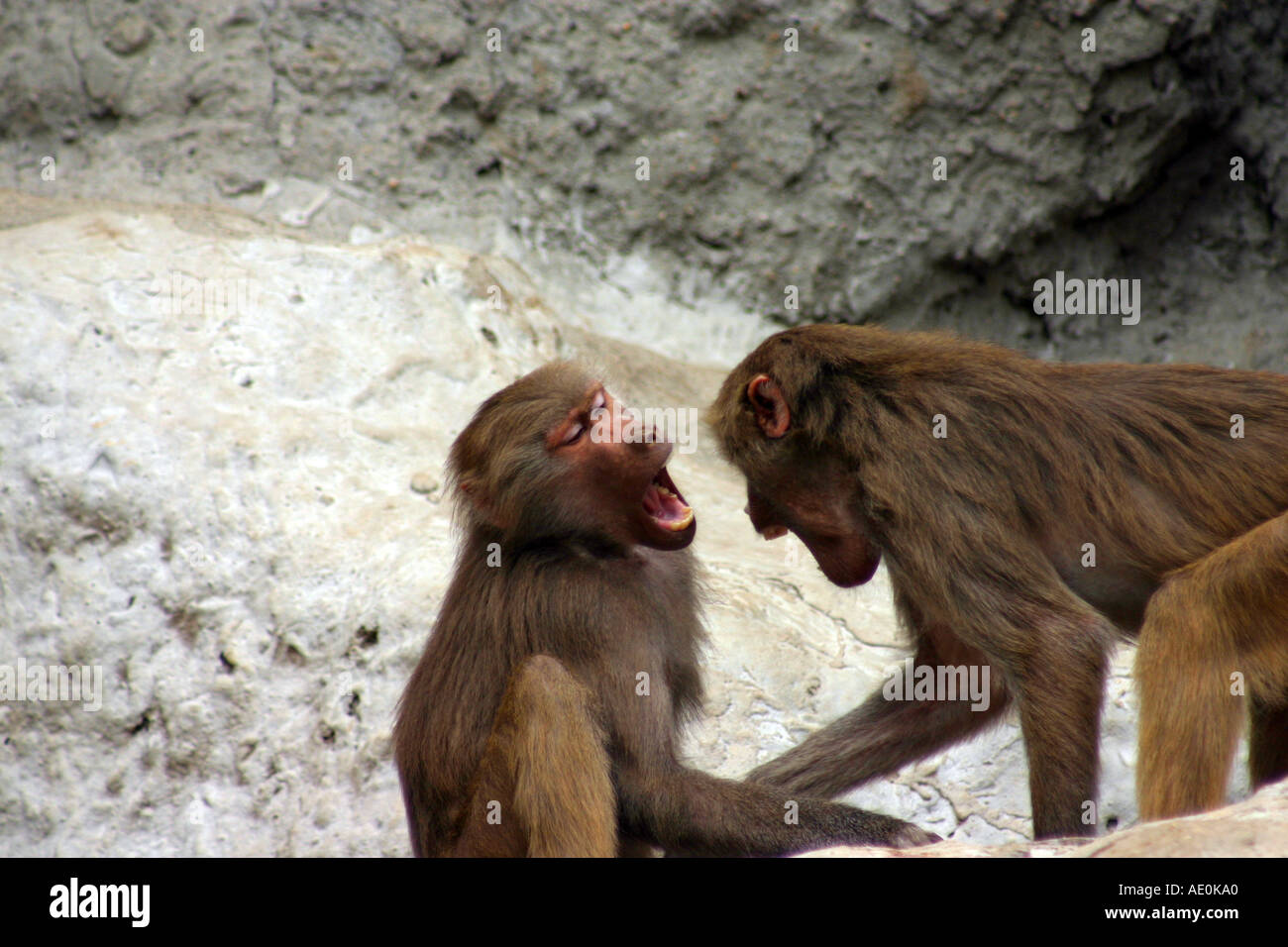 Hamadryas Baboons fighting Budapest Zoo Hungary Stock Photo - Alamy