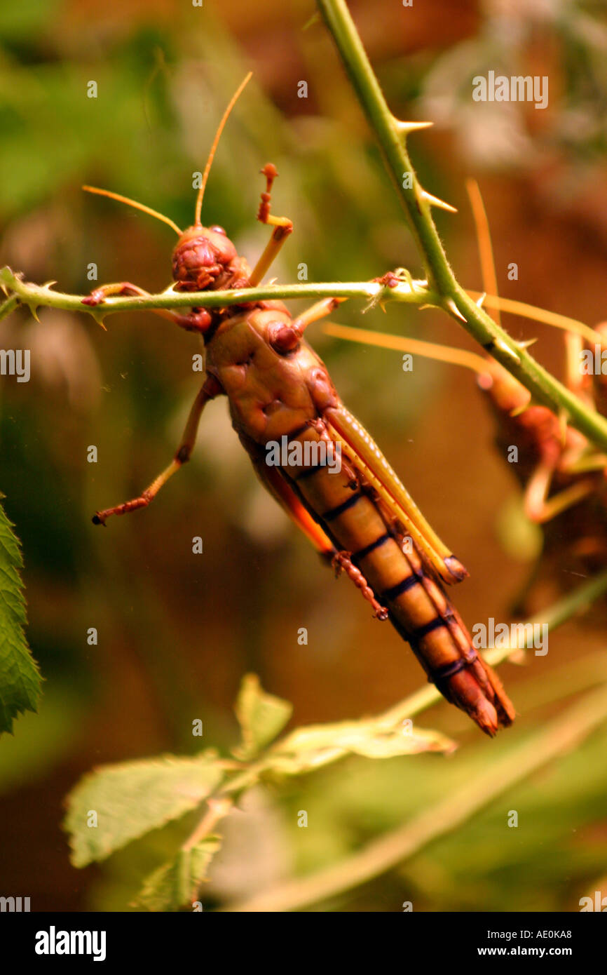 Giant African Locust Budapest Zoo Hungary Stock Photo - Alamy
