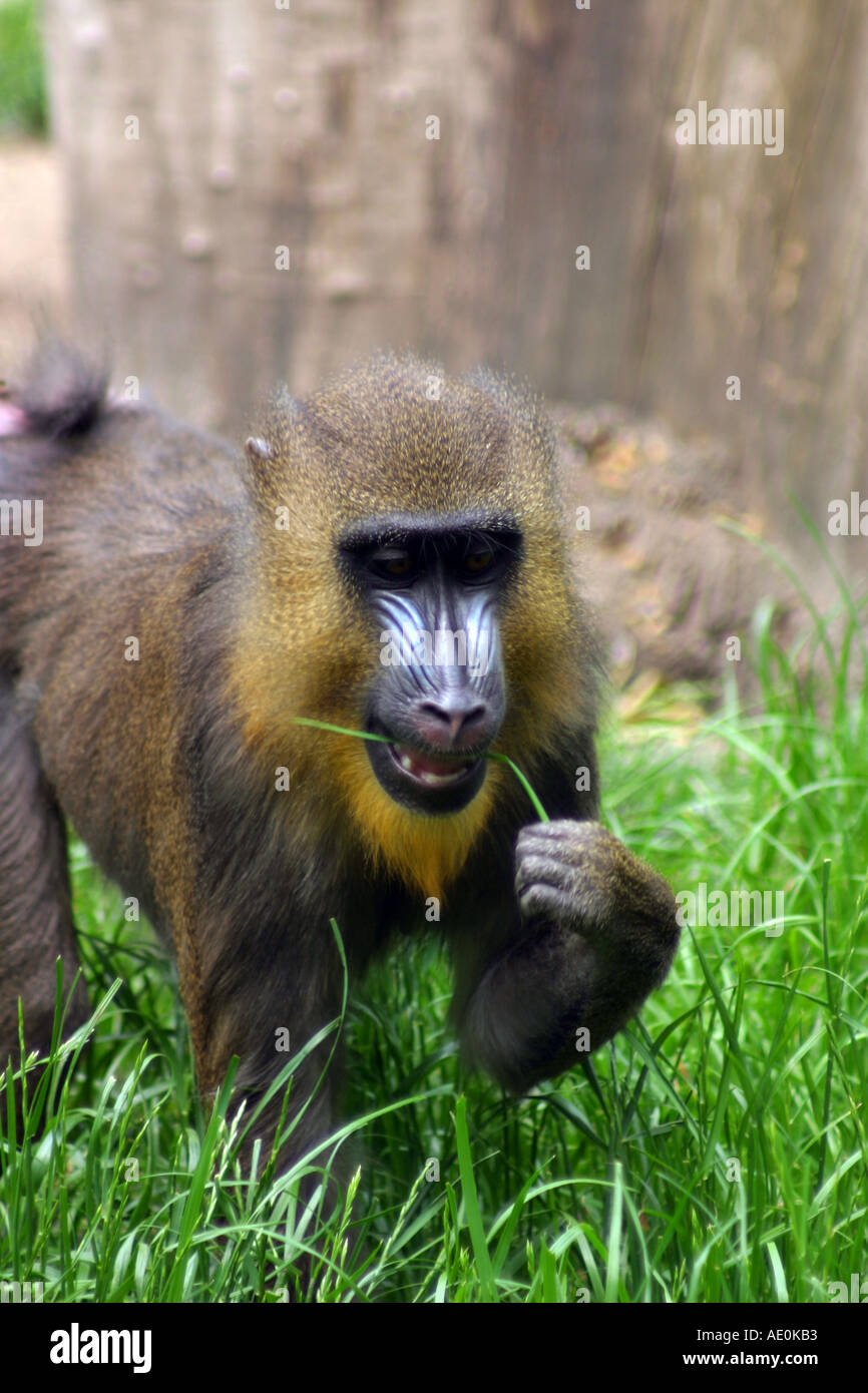 Walking mandrill hi-res stock photography and images - Alamy