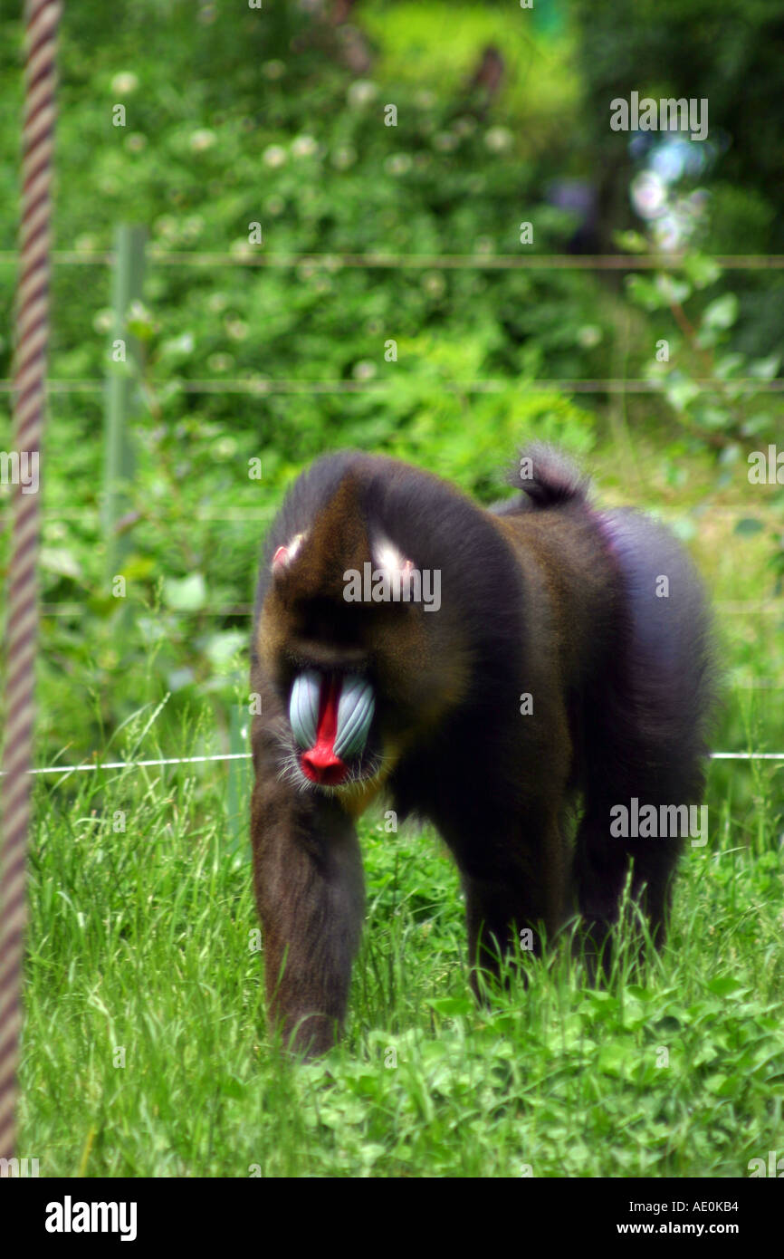 Walking mandrill hi-res stock photography and images - Alamy