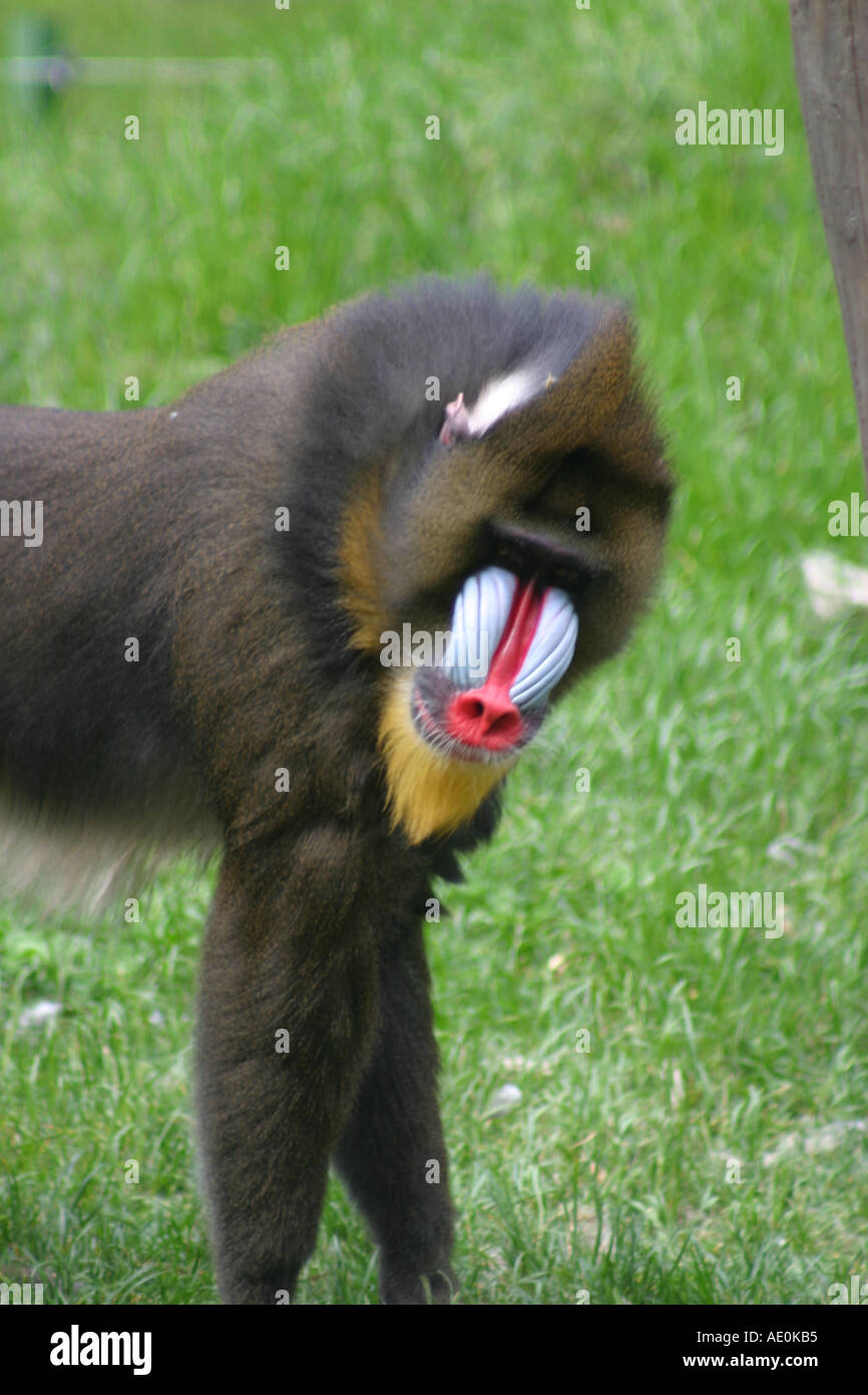 Walking mandrill hi-res stock photography and images - Alamy