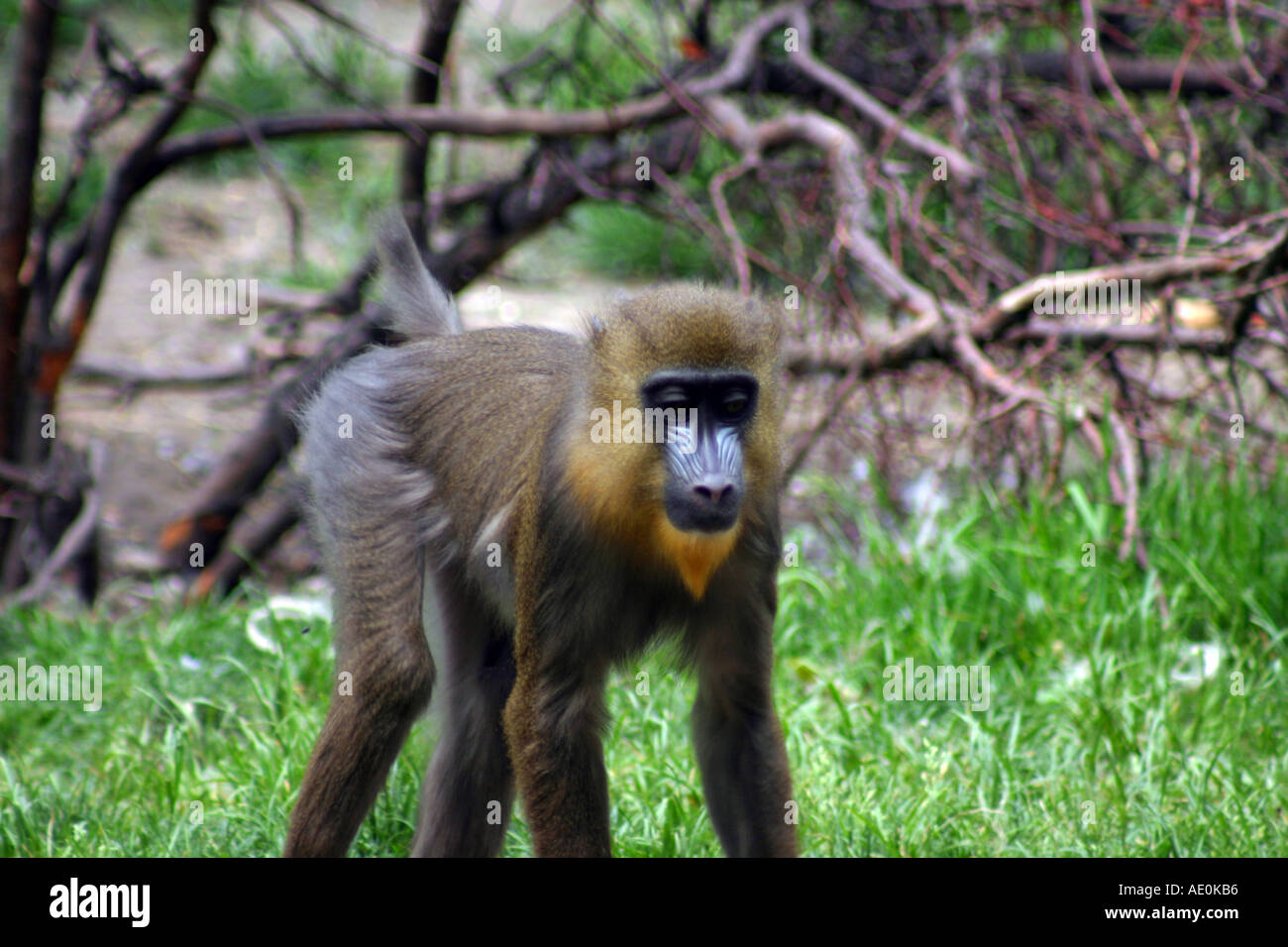 Walking mandrill hi-res stock photography and images - Alamy