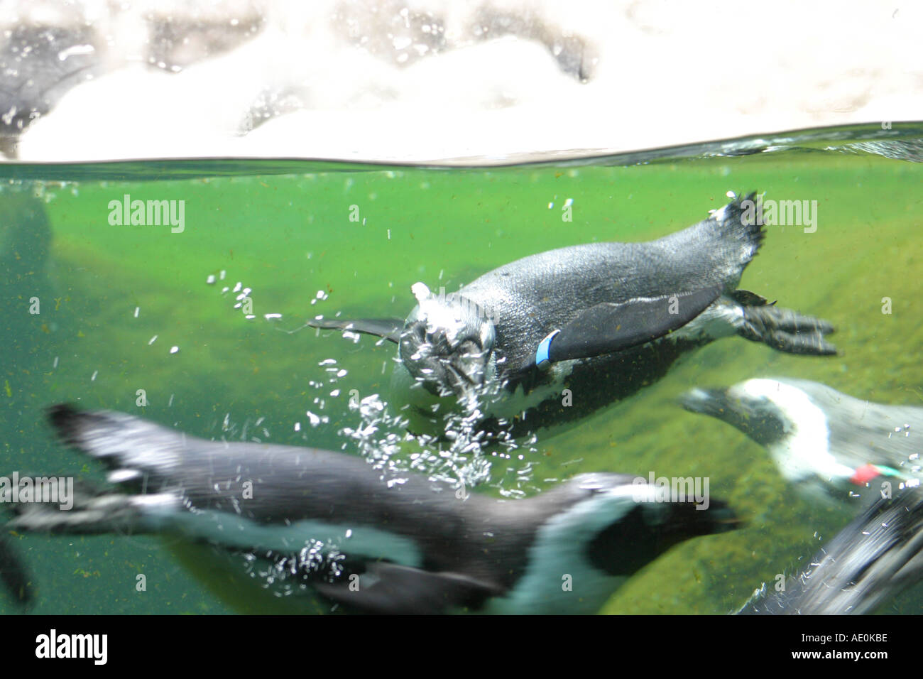 Natural swimming enclosure hi-res stock photography and images - Alamy