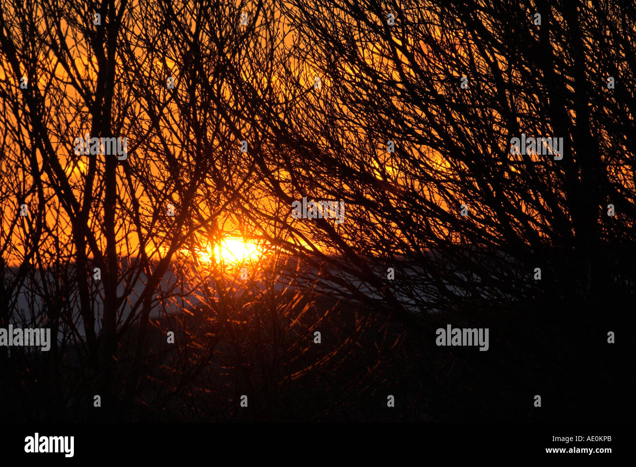 Sunset behind tree branches. Sweden Stock Photo - Alamy