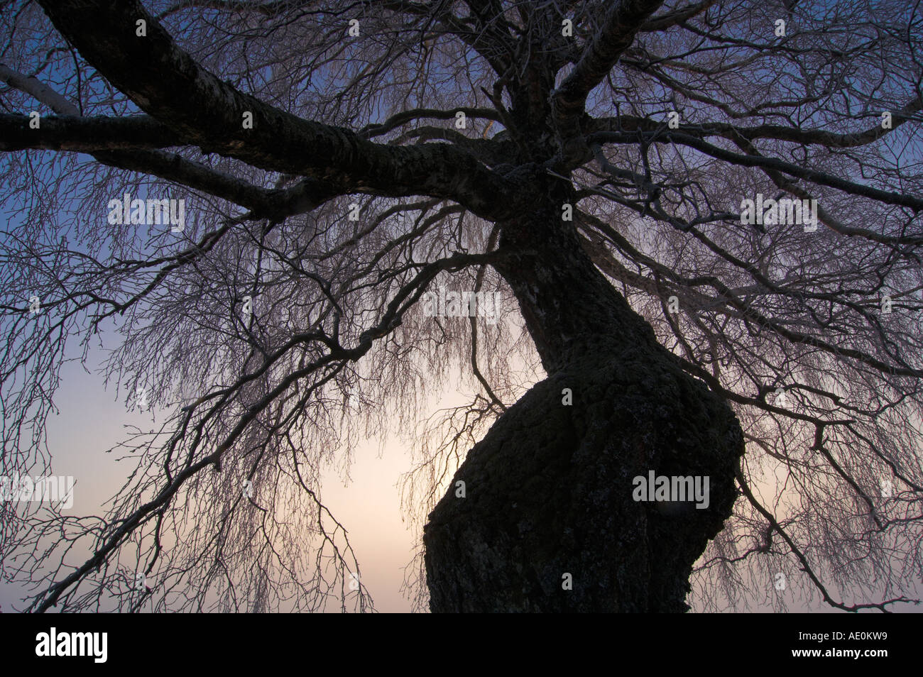 Birch tree at sunrise sandsjobacka hi-res stock photography and images ...