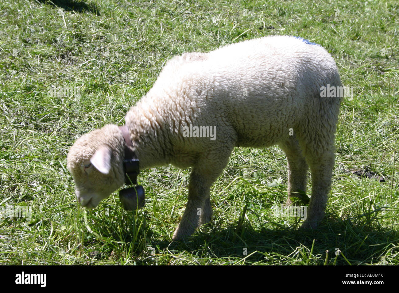 Lamb with a bell Lauterbrunnen Valley Switzerland Stock Photo - Alamy