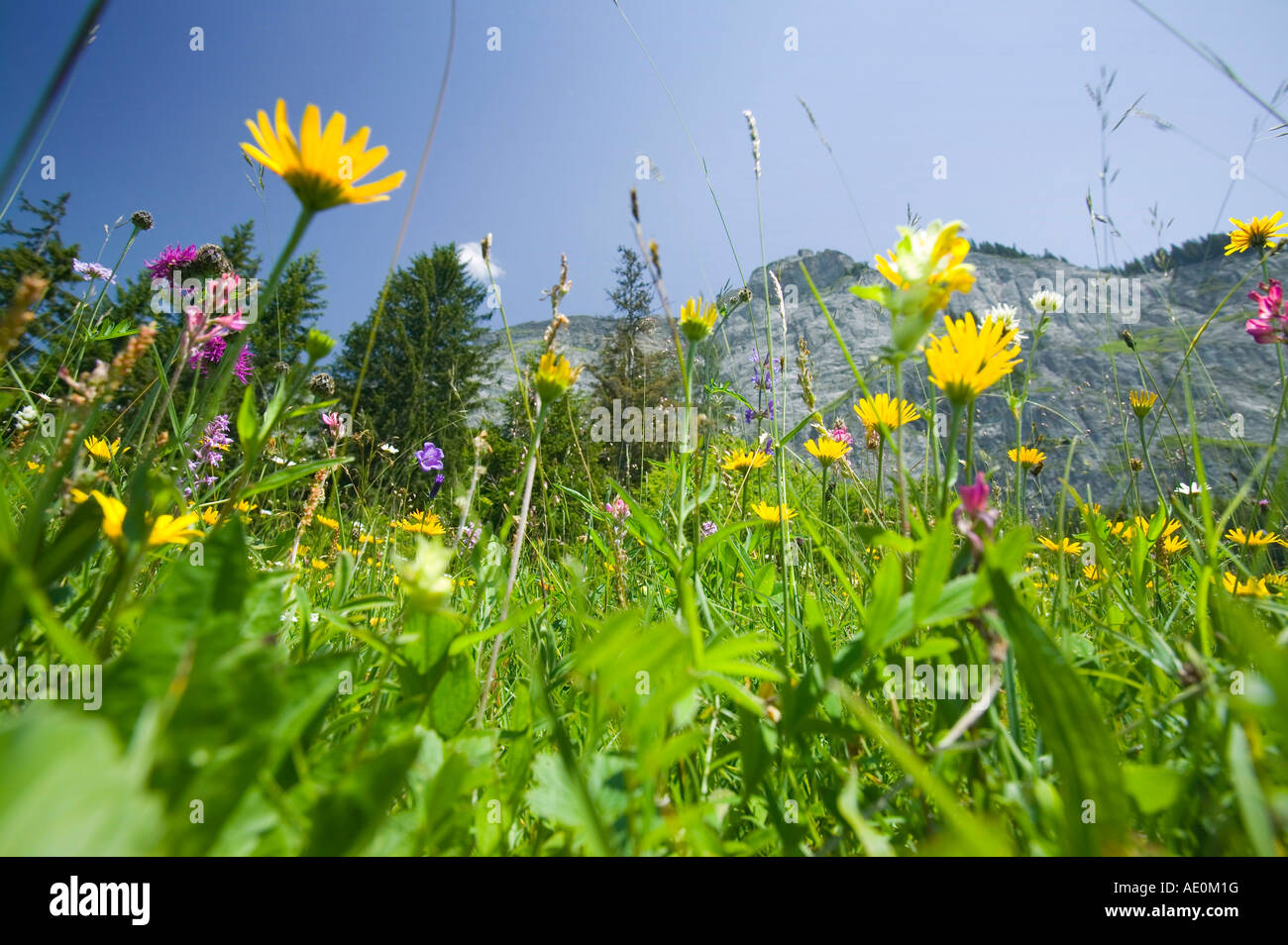 wild flowers in a Swiss meadow near flimms Stock Photo - Alamy