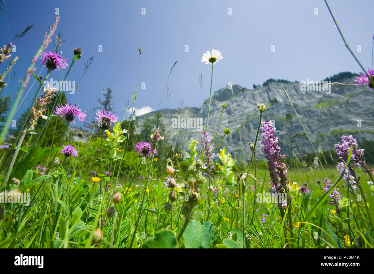 wild flowers in a Swiss meadow near flimms Stock Photo - Alamy