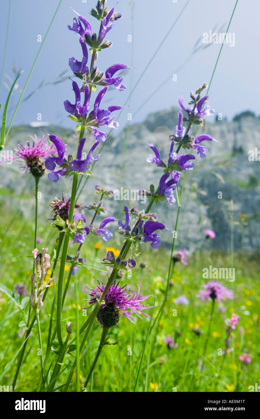 wild flowers in a Swiss meadow near flimms Stock Photo - Alamy