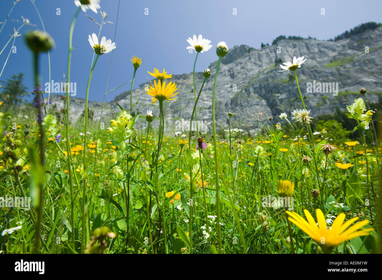wild flowers in a Swiss meadow near flimms Stock Photo - Alamy