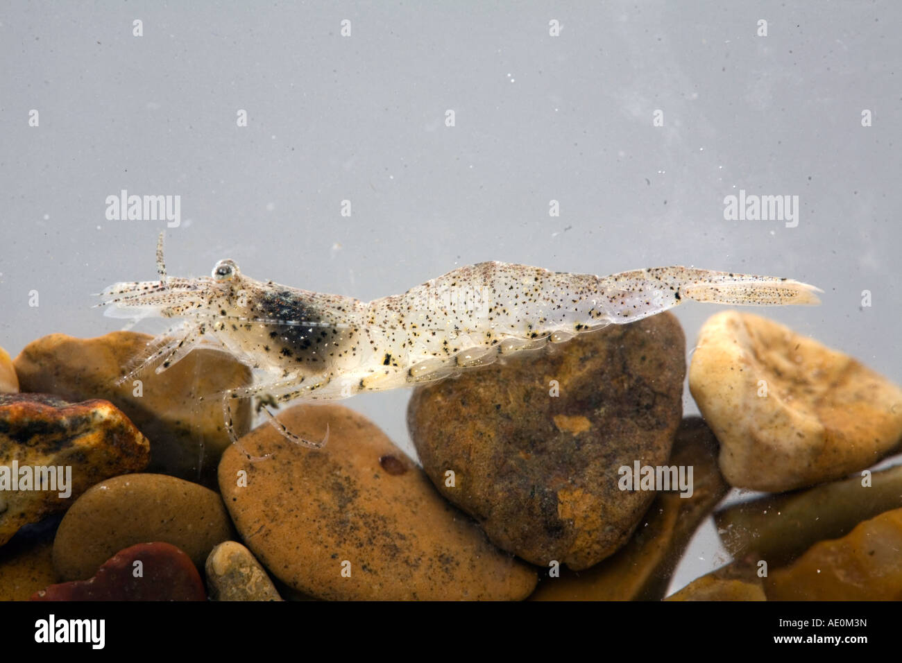 common shrimp Clangon vulgaris Stock Photo - Alamy