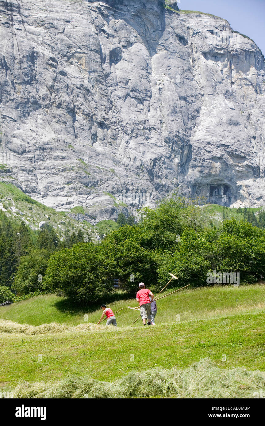 Gathering hay in Flimms, Switzerland Stock Photo - Alamy