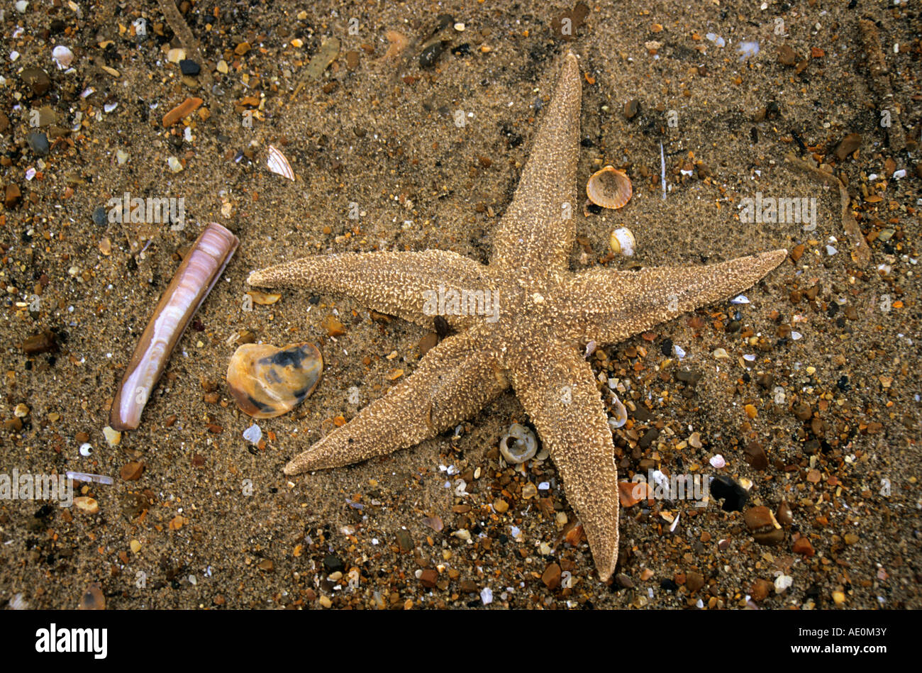 common starfish Asterias rubens Stock Photo - Alamy