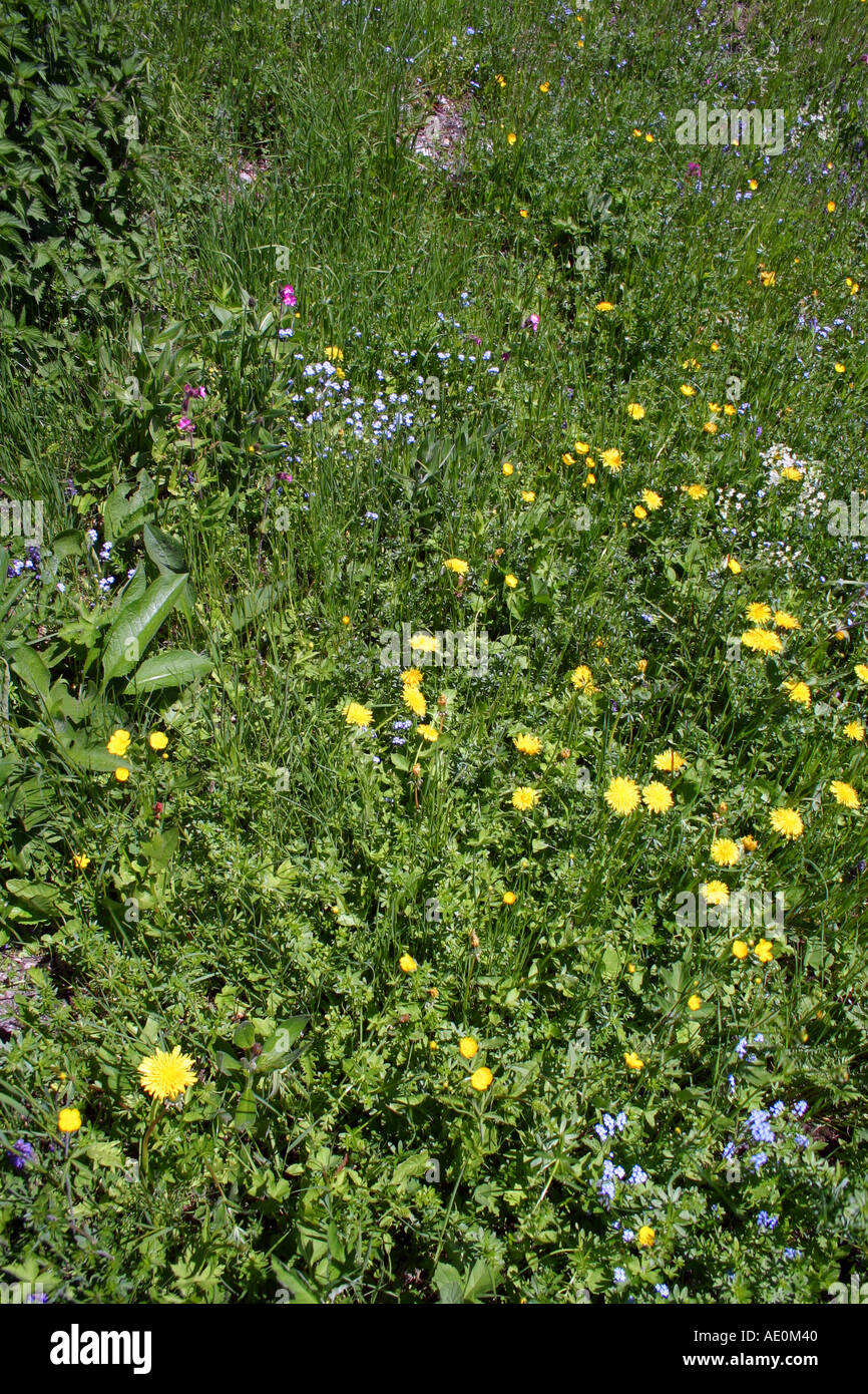 Alpine flowers in Switzerland Stock Photo - Alamy