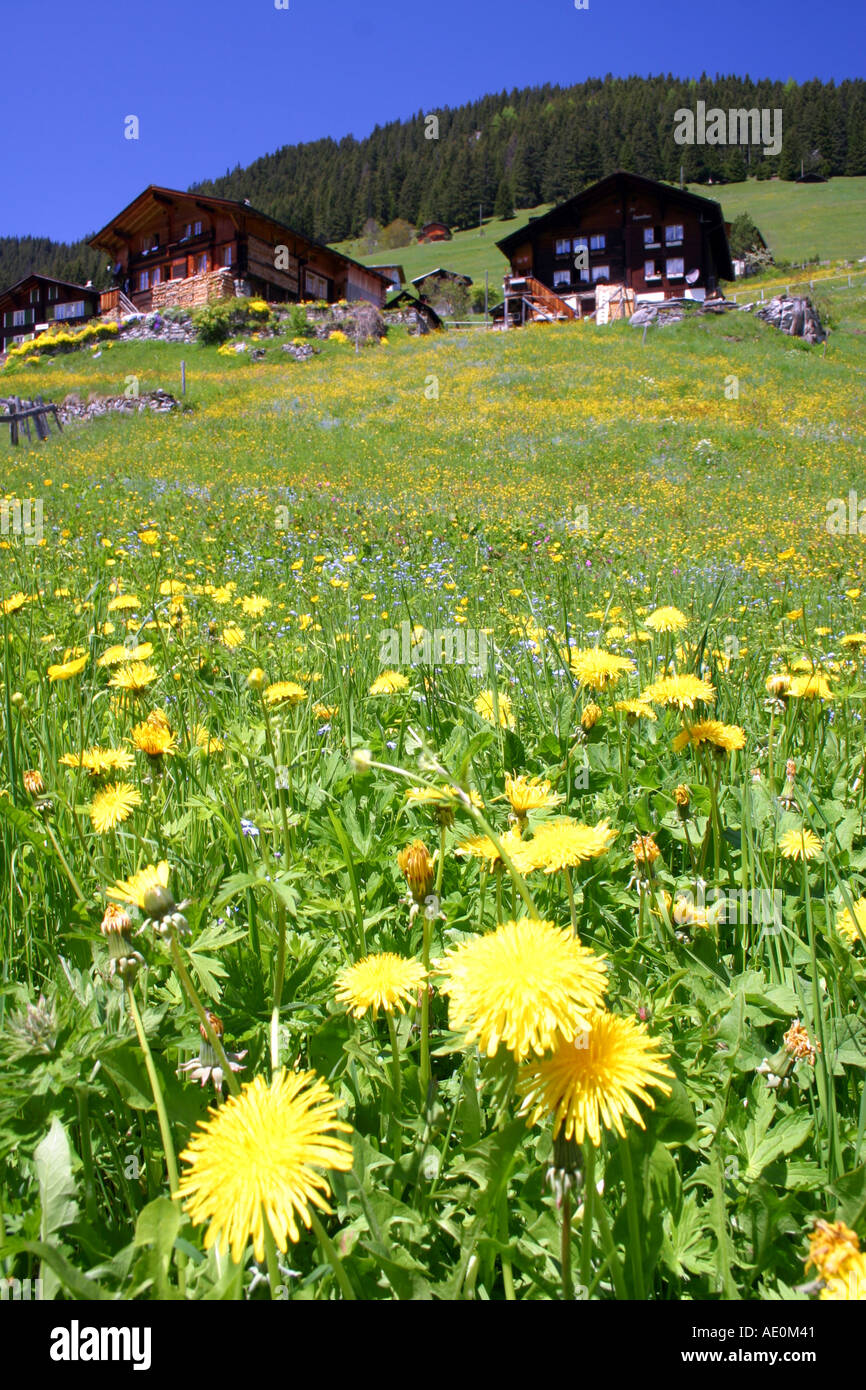Alpine flowers and Swiss chalets Gimmelwald Switzerland Stock Photo - Alamy