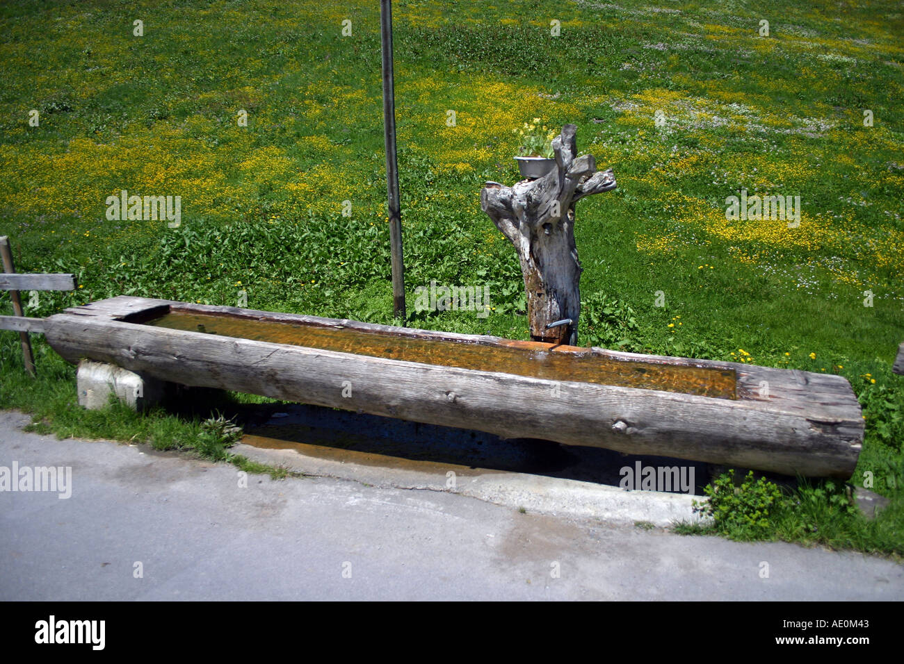 Tree trough Gimmelwald Switzerland Stock Photo - Alamy
